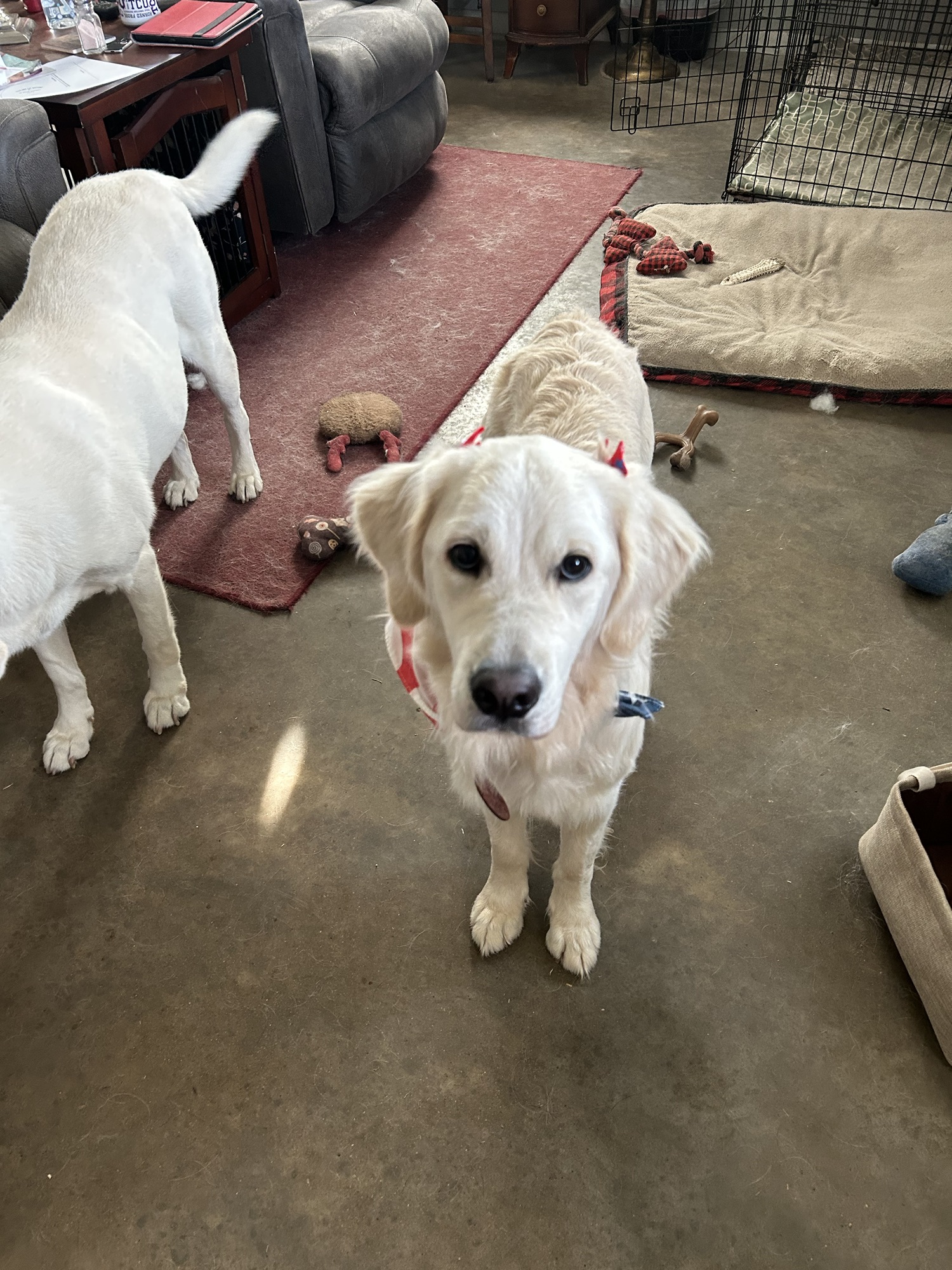 Current Breeding Dogs – Cool Oaks Farm