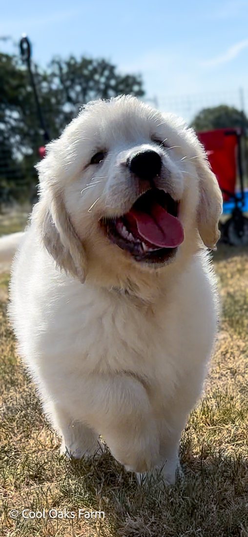 Cool Oaks Farm – AKC European Style Golden Retrievers